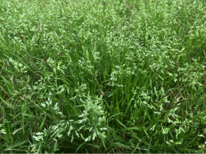 Do You Have Poa Annua In Your Lawn? | Fairway Green