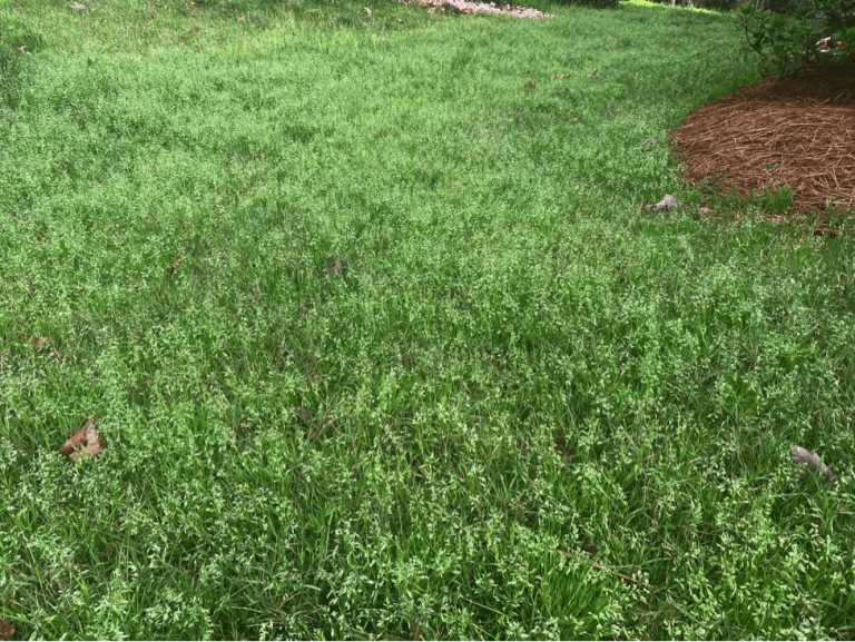Do You Have Poa Annua In Your Lawn? | Fairway Green