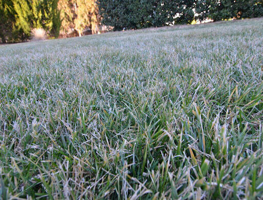 Understanding Your Warm-Season Turf's Green Up | Fairway Green